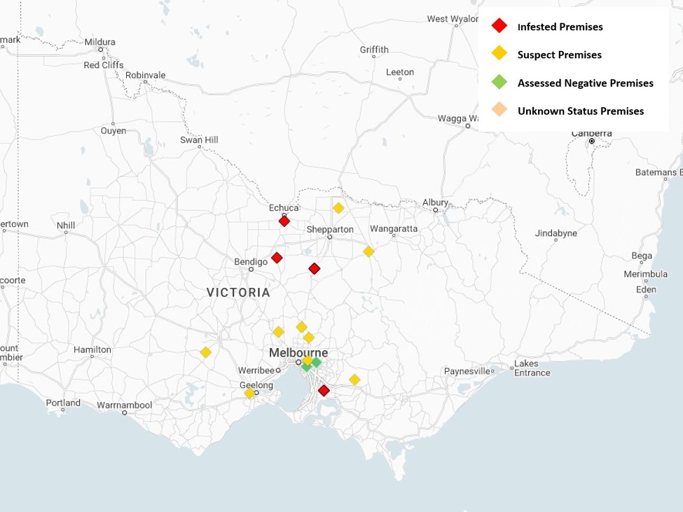Australian plague locust update | Australian Plague locusts | Priority ...