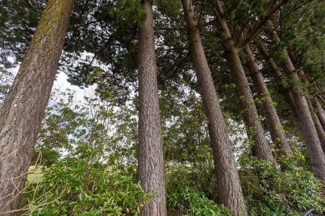 Radiata pine | Species guides | Farm forestry toolkit | Plantations and ...