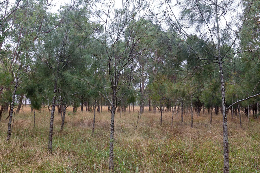 River sheoak | Species guides | Farm forestry toolkit | Plantations and ...