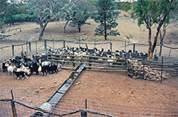 Integrated feral goat control | Invasive animal management | Pest ...