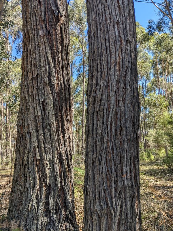 Silvertop | Species guides | Farm forestry toolkit | Plantations and ...