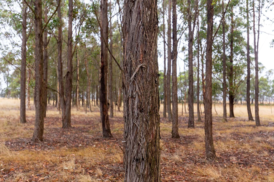 White stringybark | Species guides | Farm forestry toolkit ...