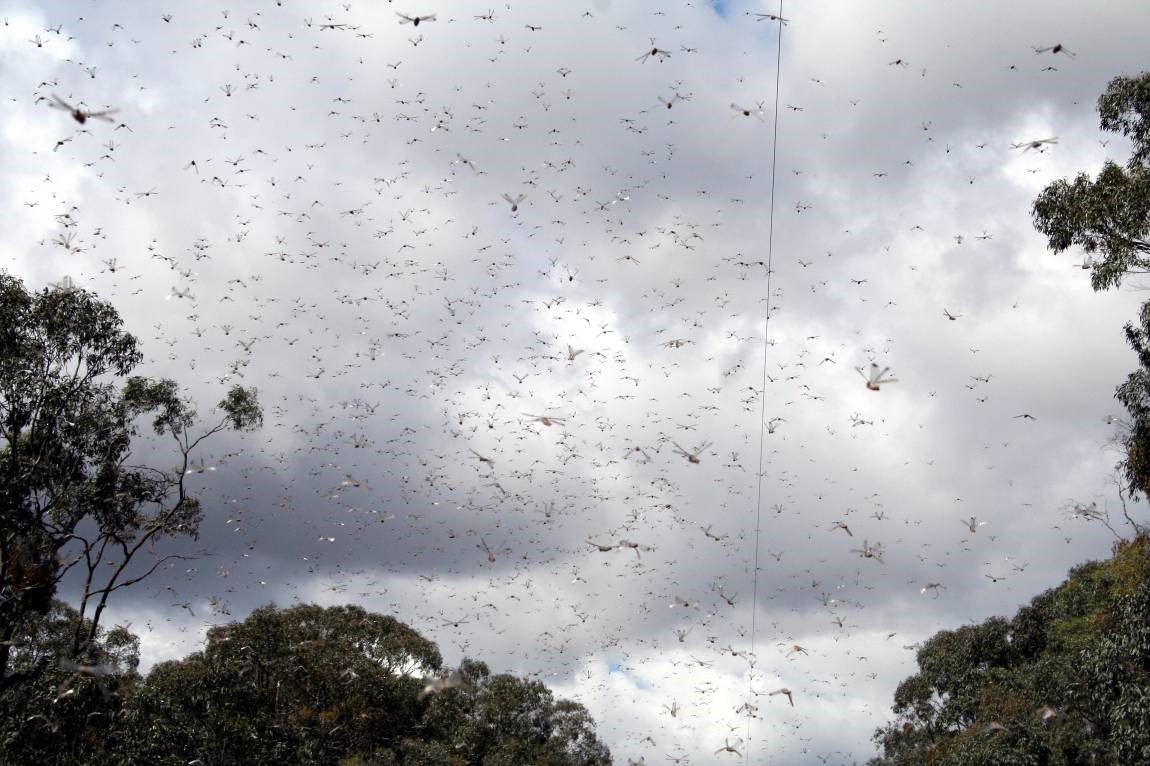 Driving safely through locust swarms | Plague locusts | Priority pest ...