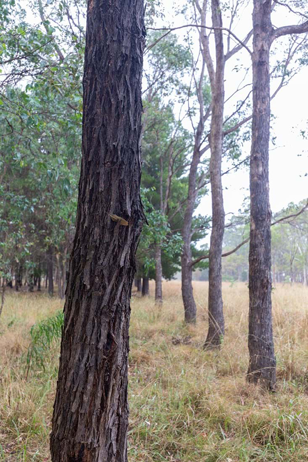 Coast grey box | Species guides | Farm forestry toolkit | Plantations ...