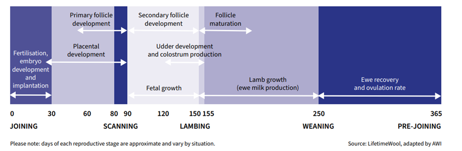 Knowing how many lambs – gold! | Autumn 2025 | Sheep Notes newsletter ...